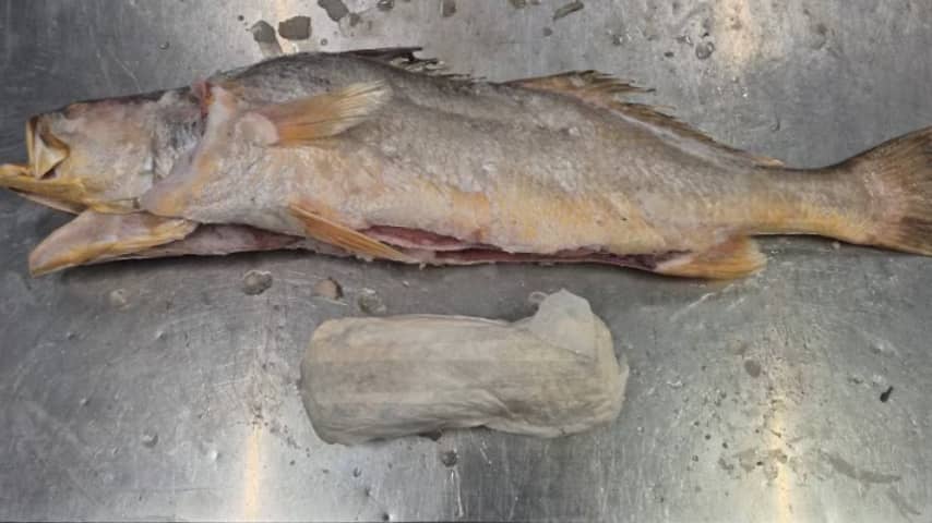 Politie treft ruim 300 kilo cocaïne aan in bevroren vis na anonieme tip ...
