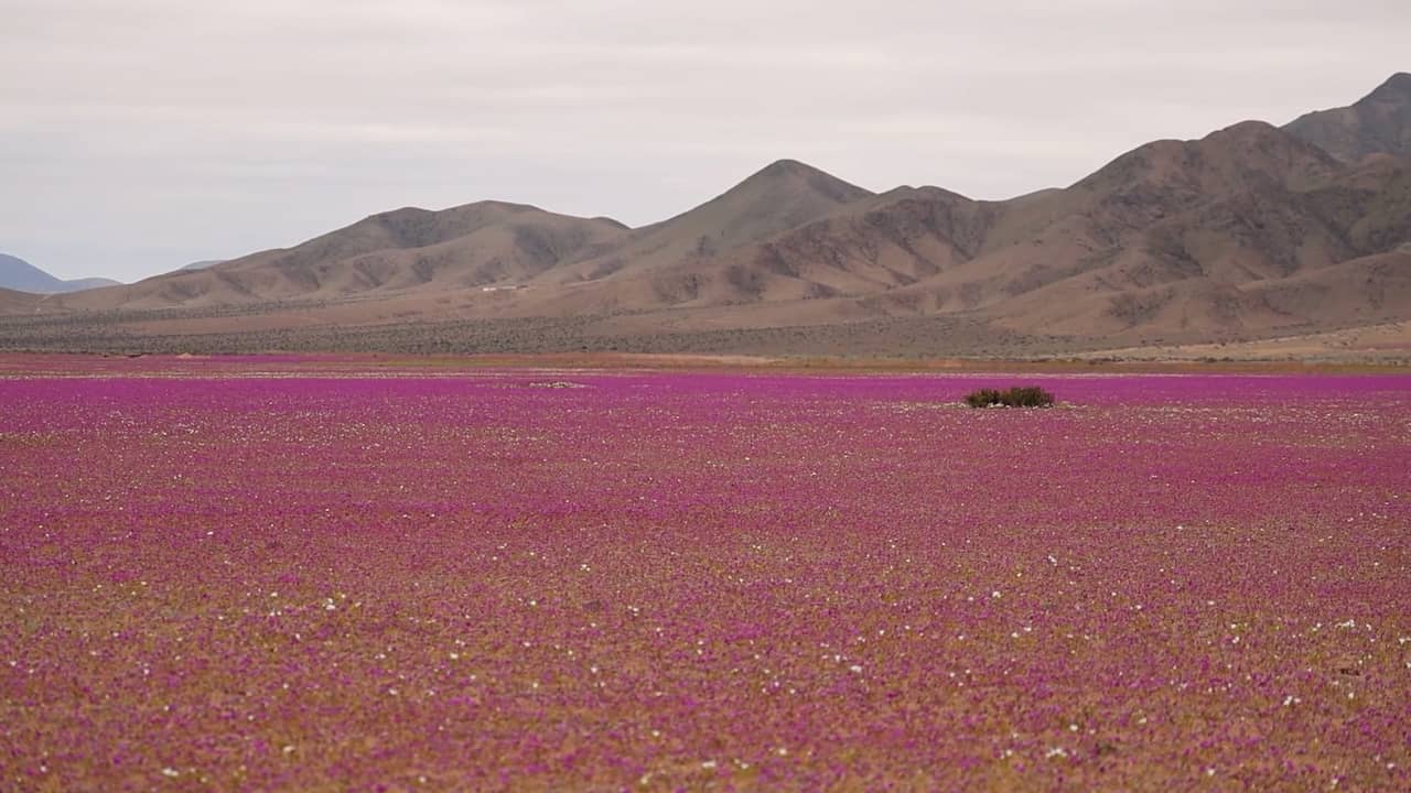 Droogste woestijn ter wereld staat in bloei na zeldzame regenval | NU.nl