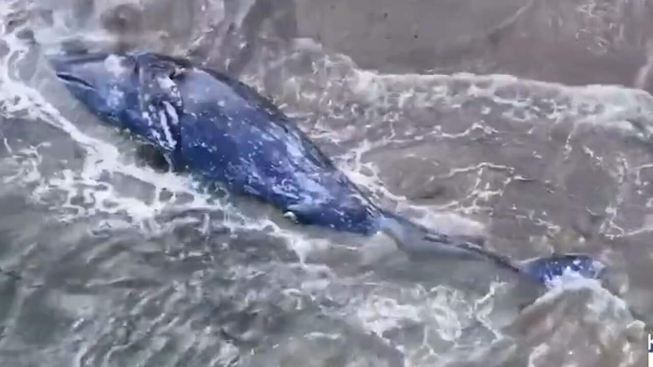 Grijze walvis spoelt aan in Malibu | NU.nl