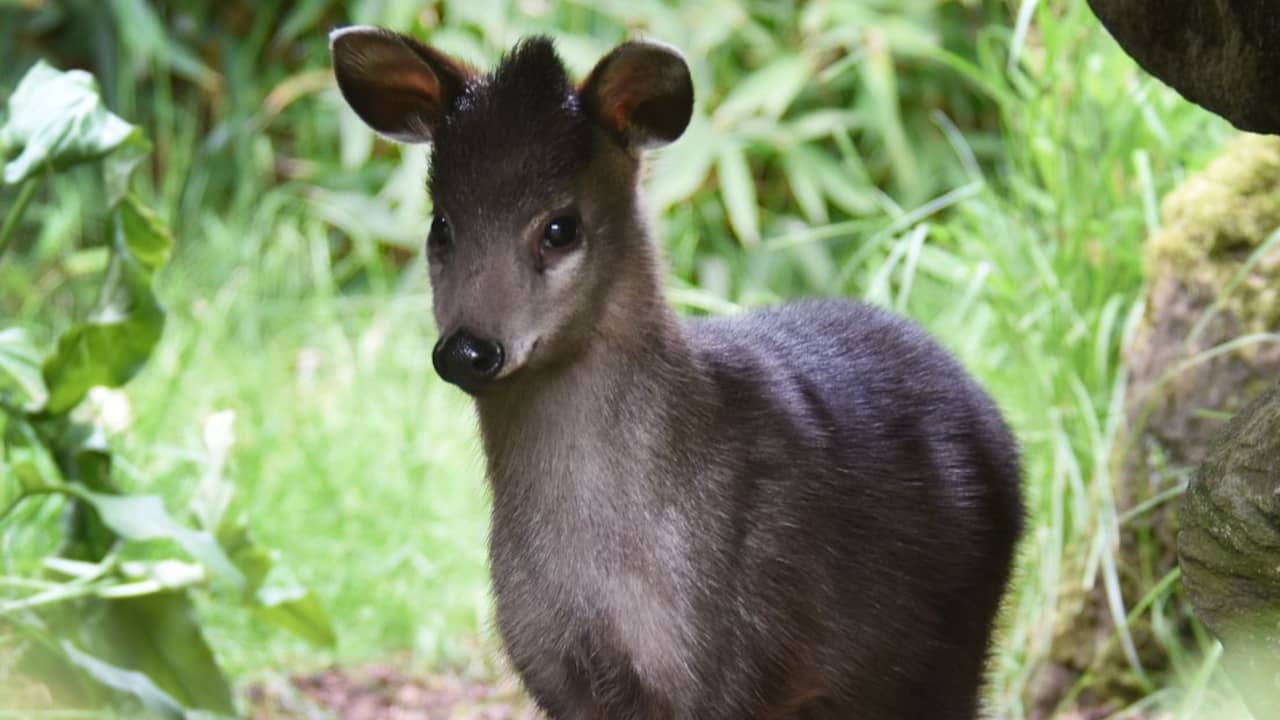 Zeldzaam kuifhertje geboren in Diergaarde Blijdorp | Dieren | NU.nl