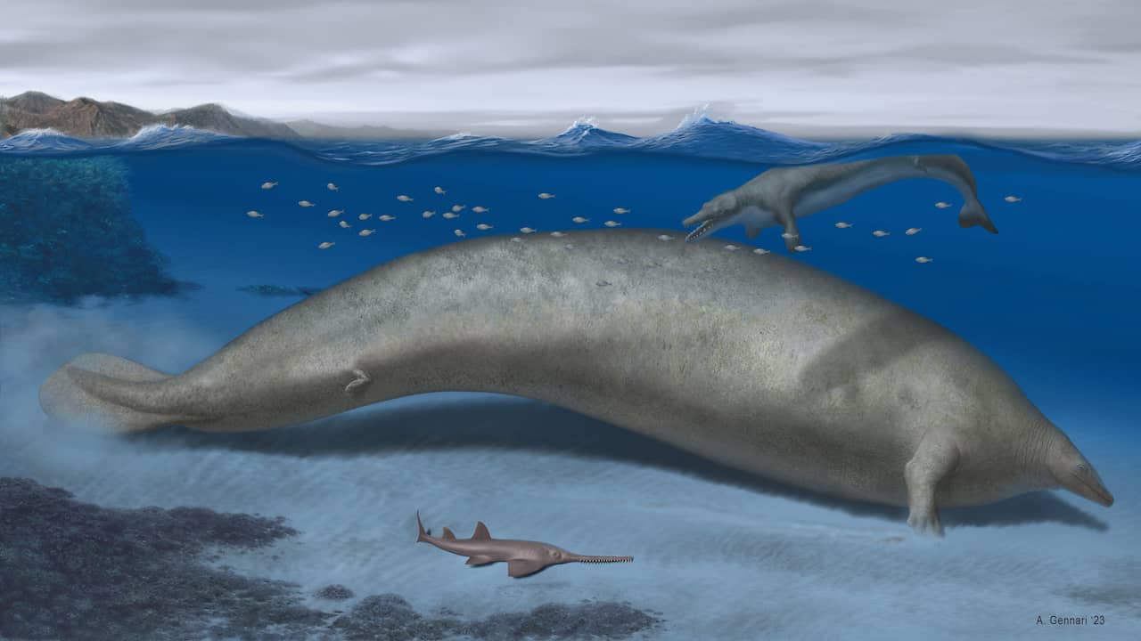 Kolossale walvis die miljoenen jaren terug leefde was mogelijk zwaarste ...