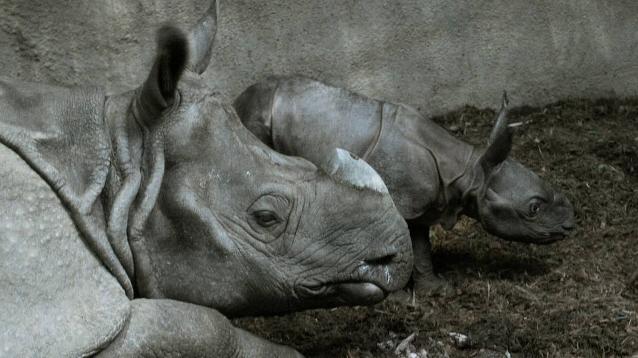 Indische neushoorn geboren in Diergaarde Blijdorp | Dieren | NU.nl