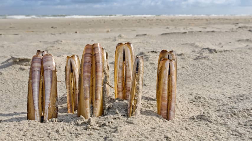 'Een steek van de pieterman en je stranddag is goed verpest ...