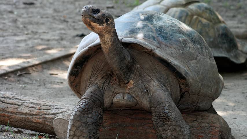 Amerikaanse reuzenschildpadden van 97 jaar voor het eerst ouders ...