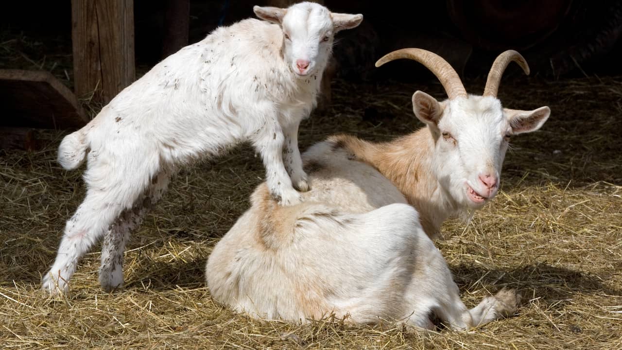 Geiten kunnen aan je stem horen of je boos of blij bent | Dieren | NU.nl
