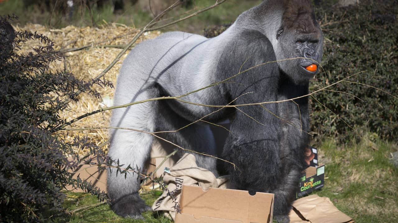Bokito: berucht door aanval, maar hij stierf als 'familieman' met ...