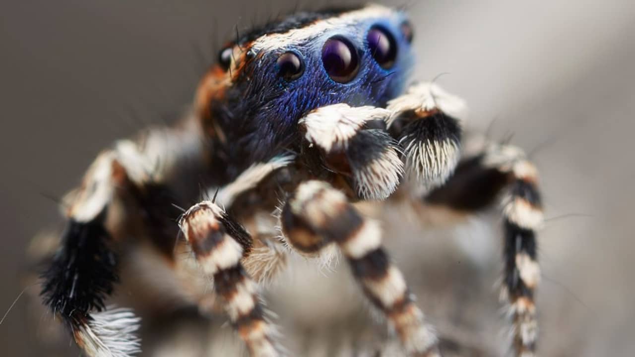 Nieuwe spinnensoort met kleurrijk 'masker' ontdekt in Australië ...