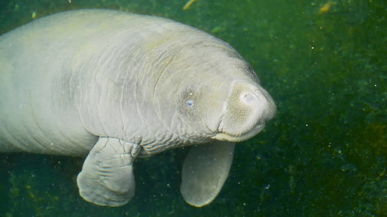 Pasgeboren zeekoe wijkt niet van moeders zijde in Burgers' Zoo | NU.nl