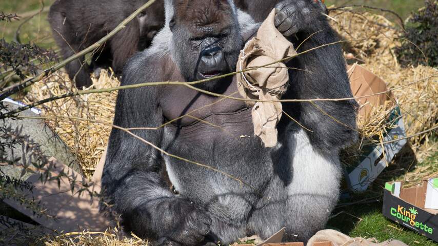 Jarige gorilla Bokito getrakteerd op lekkernijen | Overig | NU.nl