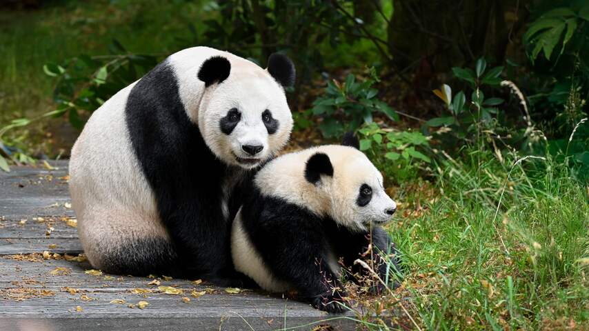 De natuur roept in Ouwehands Dierenpark: geniet samen van bijzondere ...