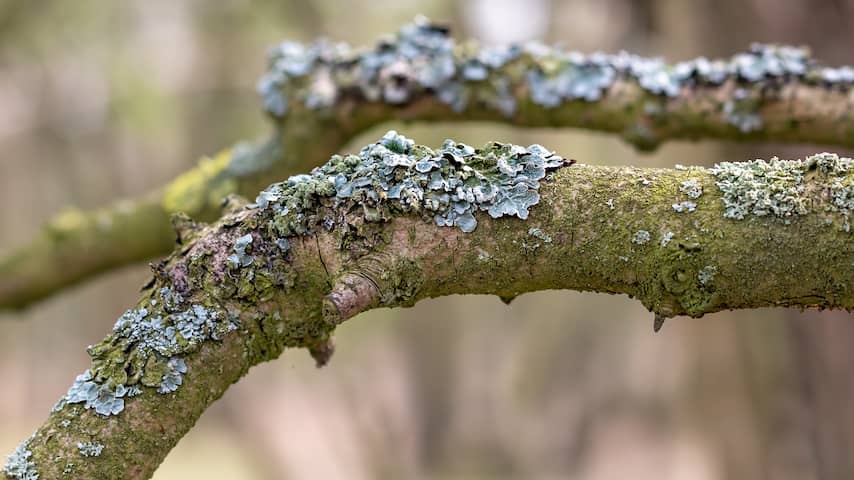 Korstmos verklikt stikstof en dat is handig voor provincies ...