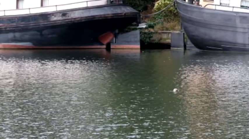 Verdwaalde zeehond gespot in Utrechts kanaal: 'Geniet ervan op afstand ...