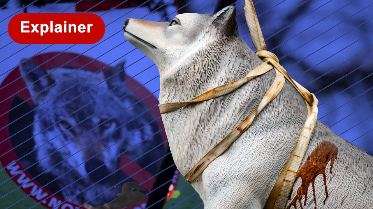Emotionele protesten tegen wolf: 'Kind aangevallen door wolf' | NU.nl