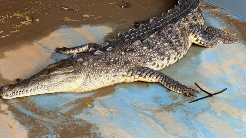Krokodil die Bonaire in zijn greep hield in gevangenschap overleden | Dieren | NU.nl