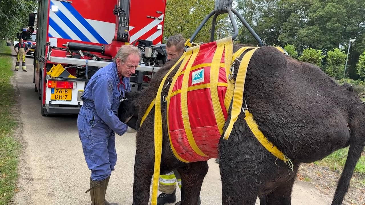 Hulpdiensten takelen oude os over een heg in Limburg | NU.nl
