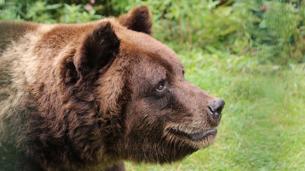 'Bruine beren houden winterslaap met hulp van bacteriën' | Wetenschap ...