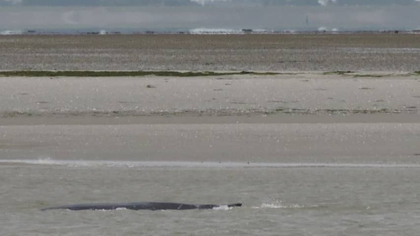 Reddingsactie op touw gezet voor in Waddenzee gestrande en niet-fitte ...