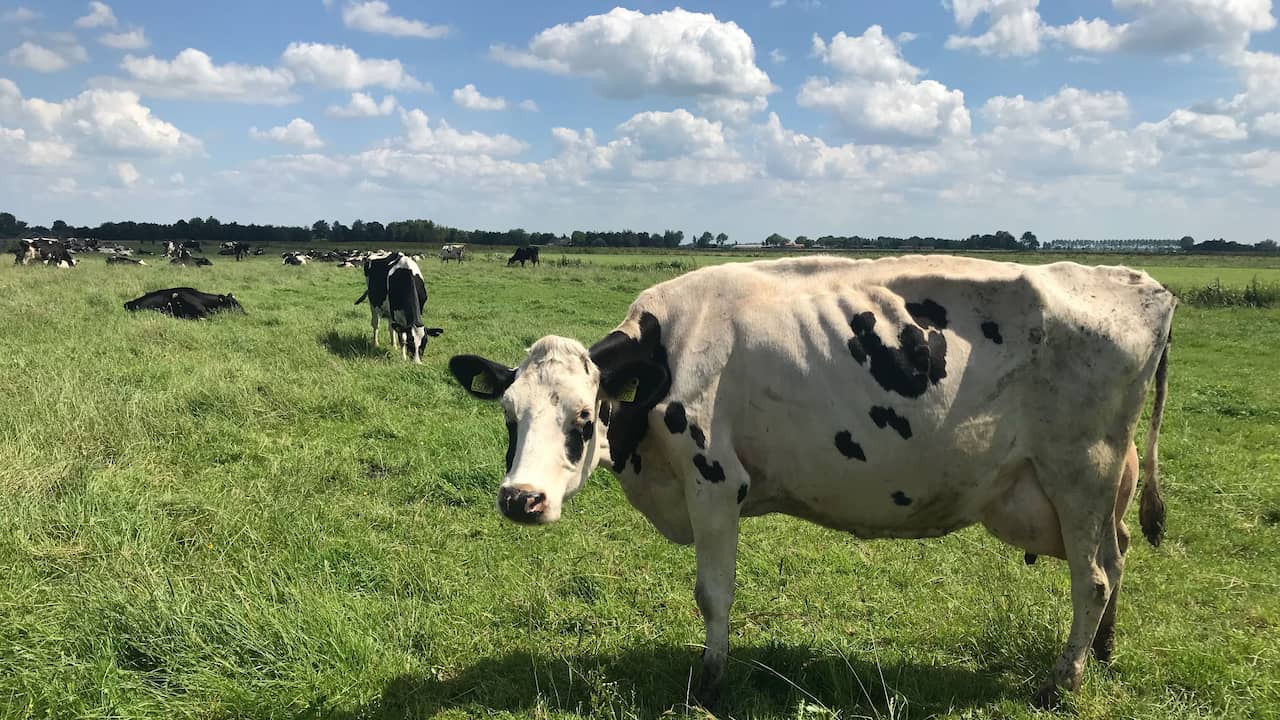 Hoe natuur en landbouw wél prima samen kunnen gaan | Achtergronden | NU.nl