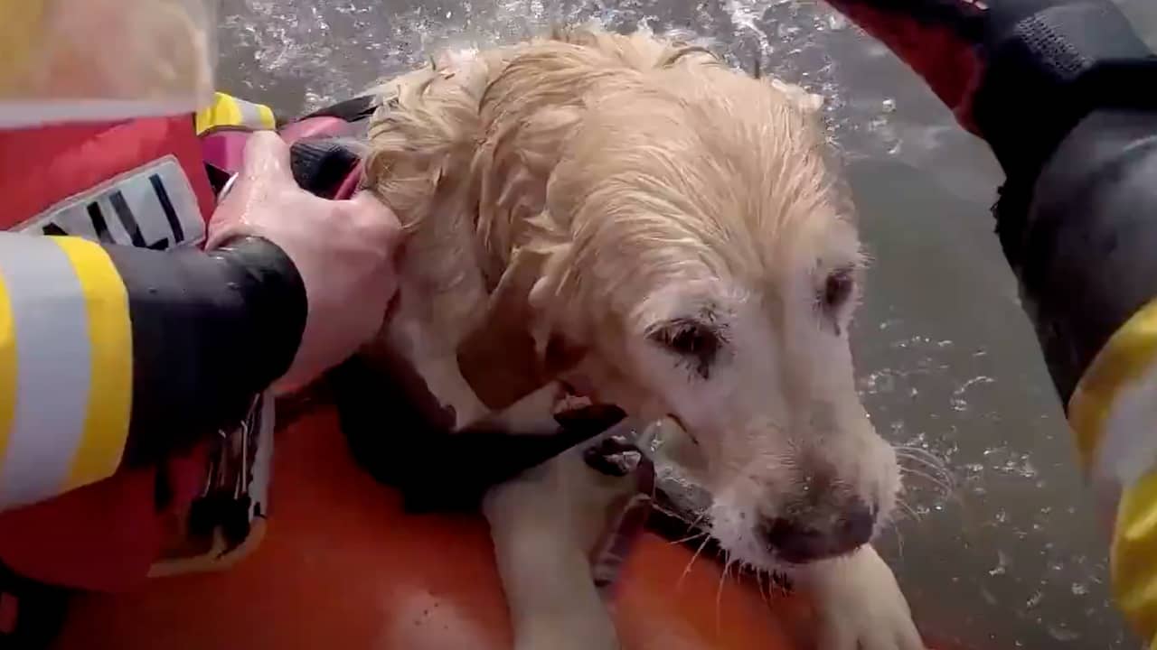 Kustwacht redt hond die honderden meters de zee in zwemt in Wales | NU.nl