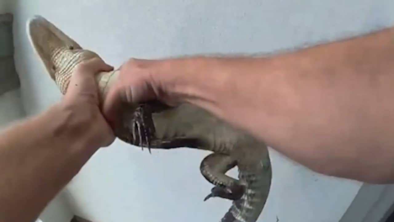 Amerikaanse agent vangt agressieve alligator met blote handen | NU.nl