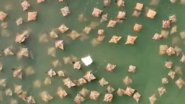 Duiker deelt zeldzame glimp van inktvis met duizenden eieren | NU.nl