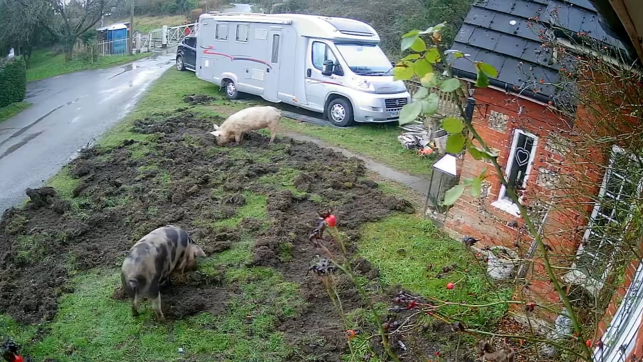 Weggelopen varkens laten weinig heel van Engelse tuin | NU.nl