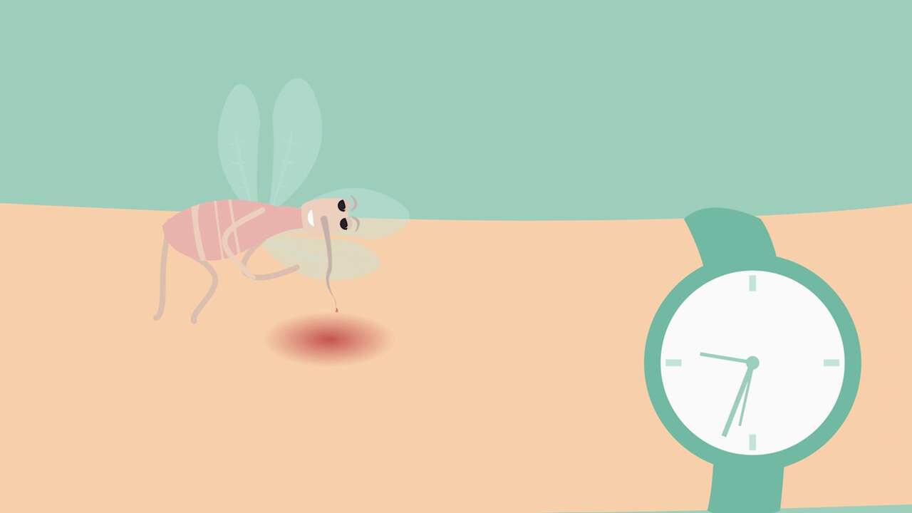 Wat je wel en niet moet doen bij een muggenbult | NU.nl