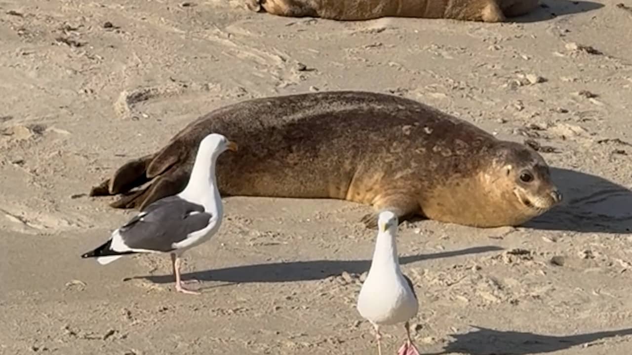 Meeuw pikt in geslachtsdeel van zonnende zeehond in VS | NU.nl