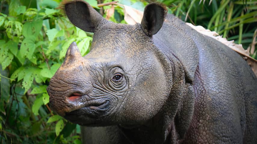Zeer zeldzame Javaanse babyneushoorn gezien in Indonesië | Dieren | NU.nl