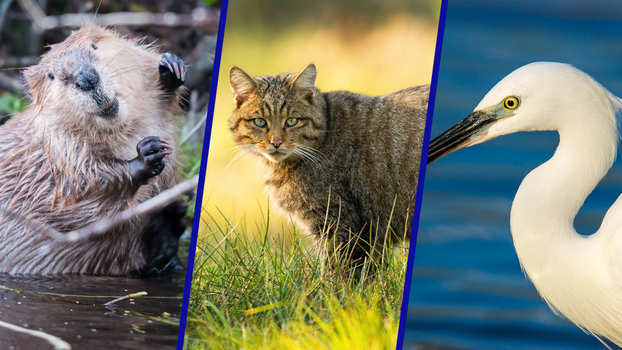Met deze dieren gaat het wél goed in Nederland | Dieren | NU.nl