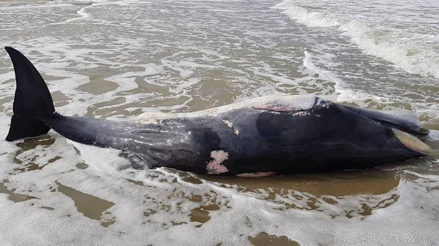 Voor tweede keer in paar dagen tijd dwergvinvis aangespoeld op Wadden ...