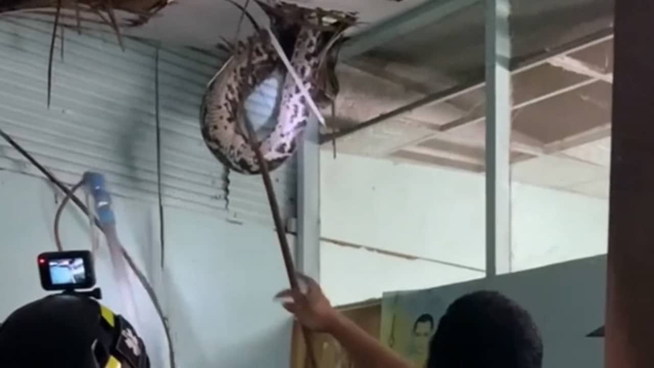 Meterslange python verstopt in huis in Thailand | NU.nl