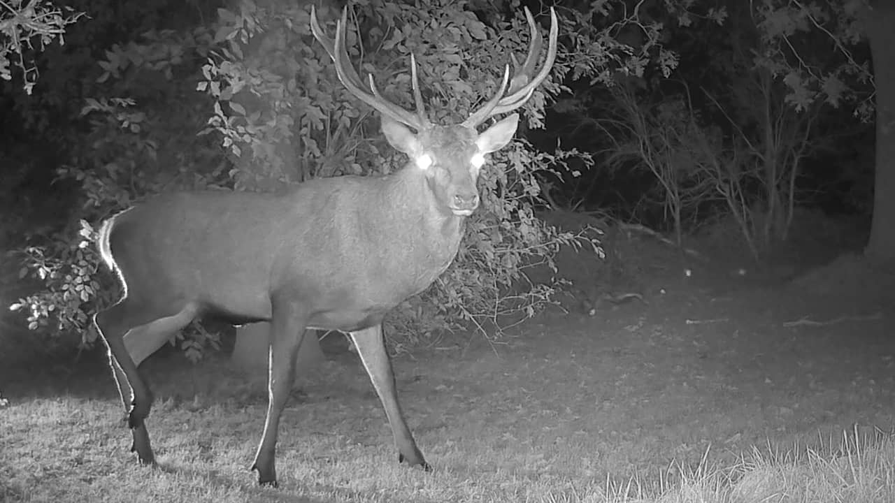 Wildcamera legt zeldzame beelden van edelhert in Drenthe vast | NU.nl