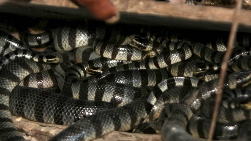 Giftige zeeslangen spoelen aan op Californische kust | Algemeen | NU.nl