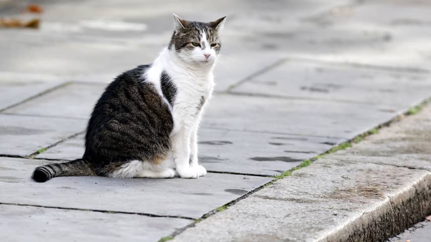 Huiskat kwam duizenden jaren later in Europa dan eerder gedacht ...