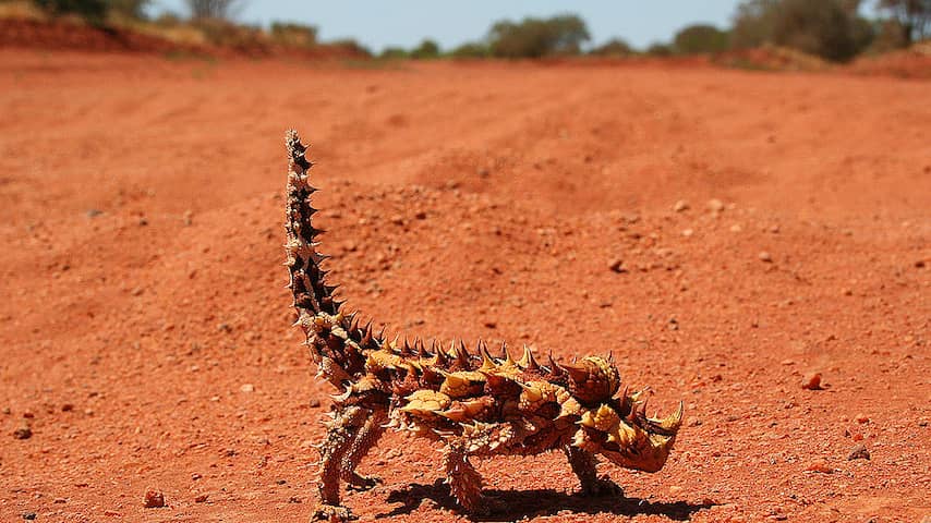 Australische hagedis kan water drinken door huid | Wetenschap | NU.nl