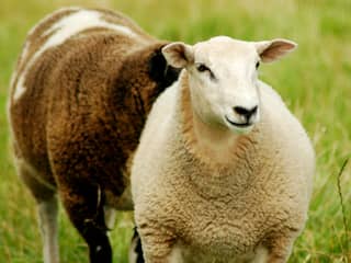 schapen | NU - Het laatste nieuws het eerst op NU.nl