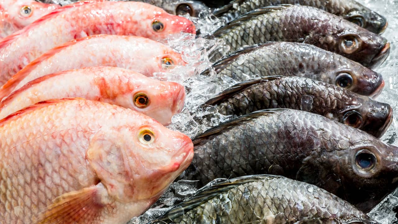 Hoe herken je een verse vis? 'Hij moet niet naar vis ruiken' | Eten en ...