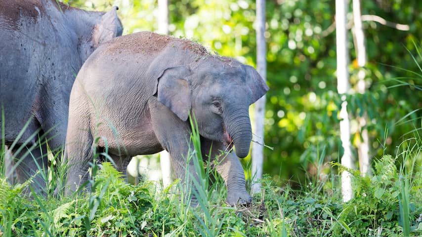 Kleinste olifantensoort wordt met uitsterven bedreigd | Dieren | NU.nl