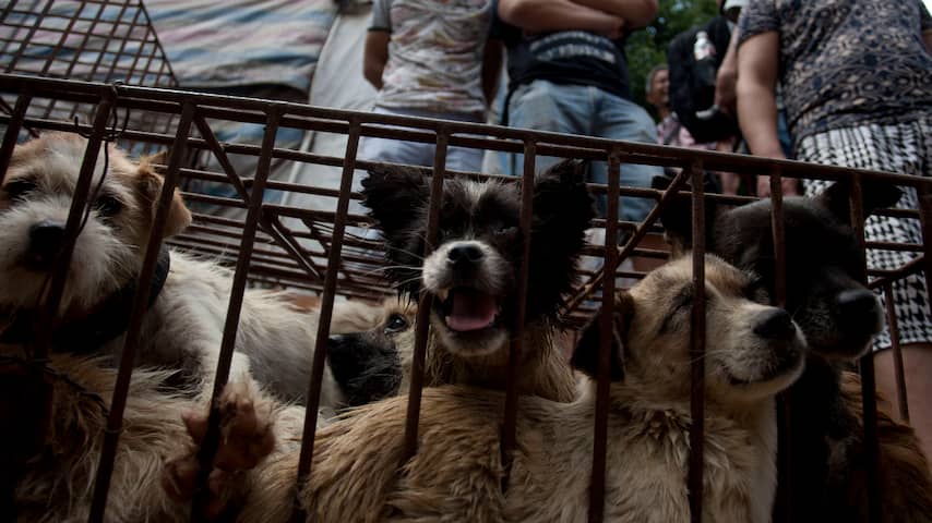 Omstreden hondenvleesfestival in China toch begonnen | Dieren | NU.nl