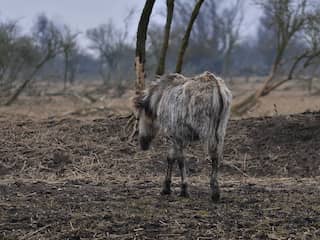 In hele winter 3.226 grote grazers gestorven in Oostvaardersplassen ...