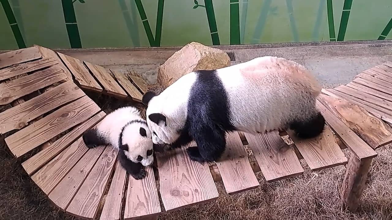 Babypanda in Ouwehands Dierenpark aan publiek getoond | NU.nl