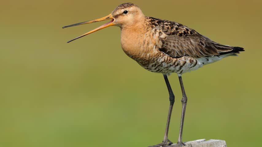 Onze 'nationale vogel' is nog te redden, maar alleen door stevig ...