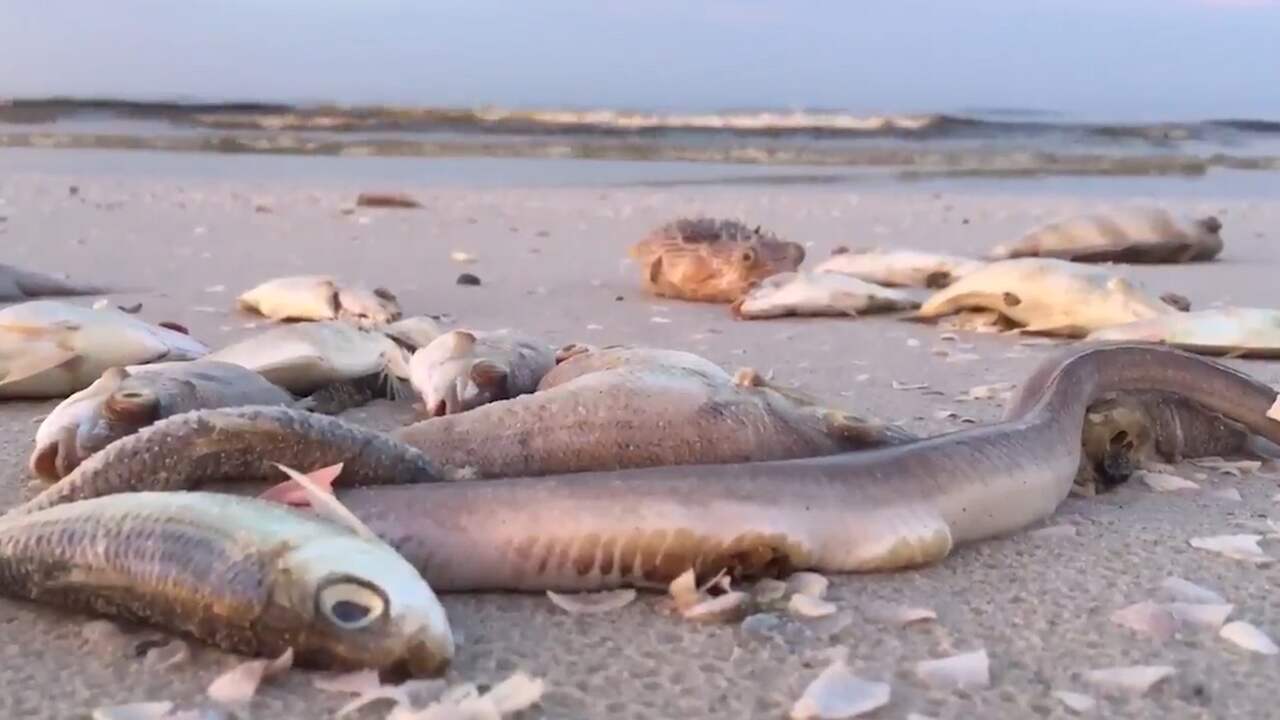 Duizenden dode vissen aangespoeld in Florida door algen | NU.nl