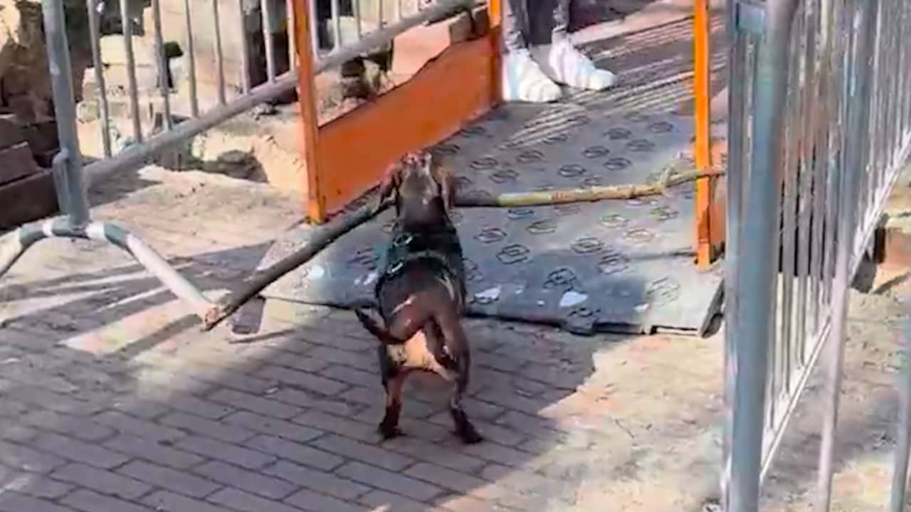 Teckel banjert met veel te grote stok door afzettingen in Amsterdam | NU.nl