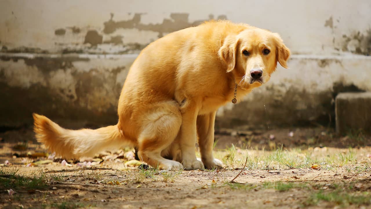 Onderzoek waarvoor je de poep van je huisdier kon inleveren is 'groot succes' | Dieren | NU.nl