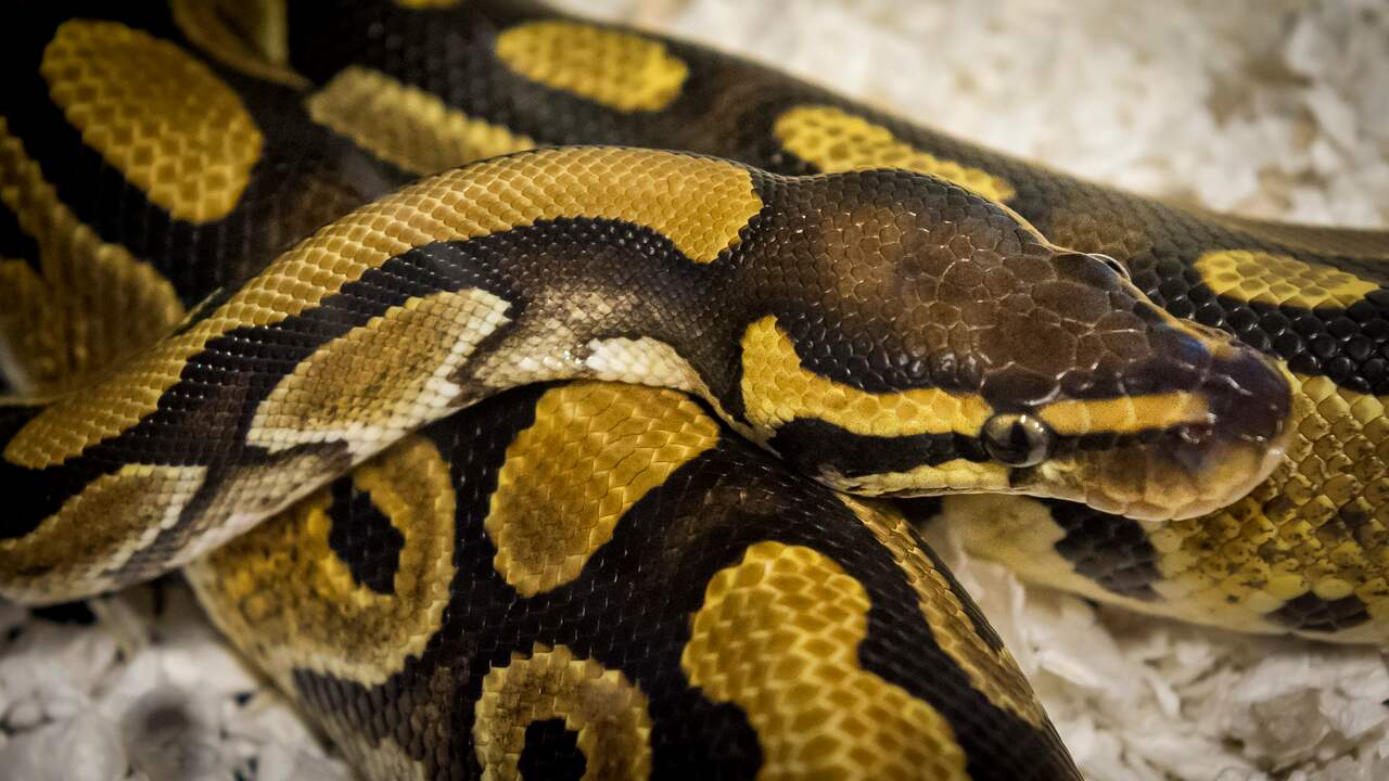 Flatbewoner treft flinke slang aan op balkon, dierenambulance biedt ...