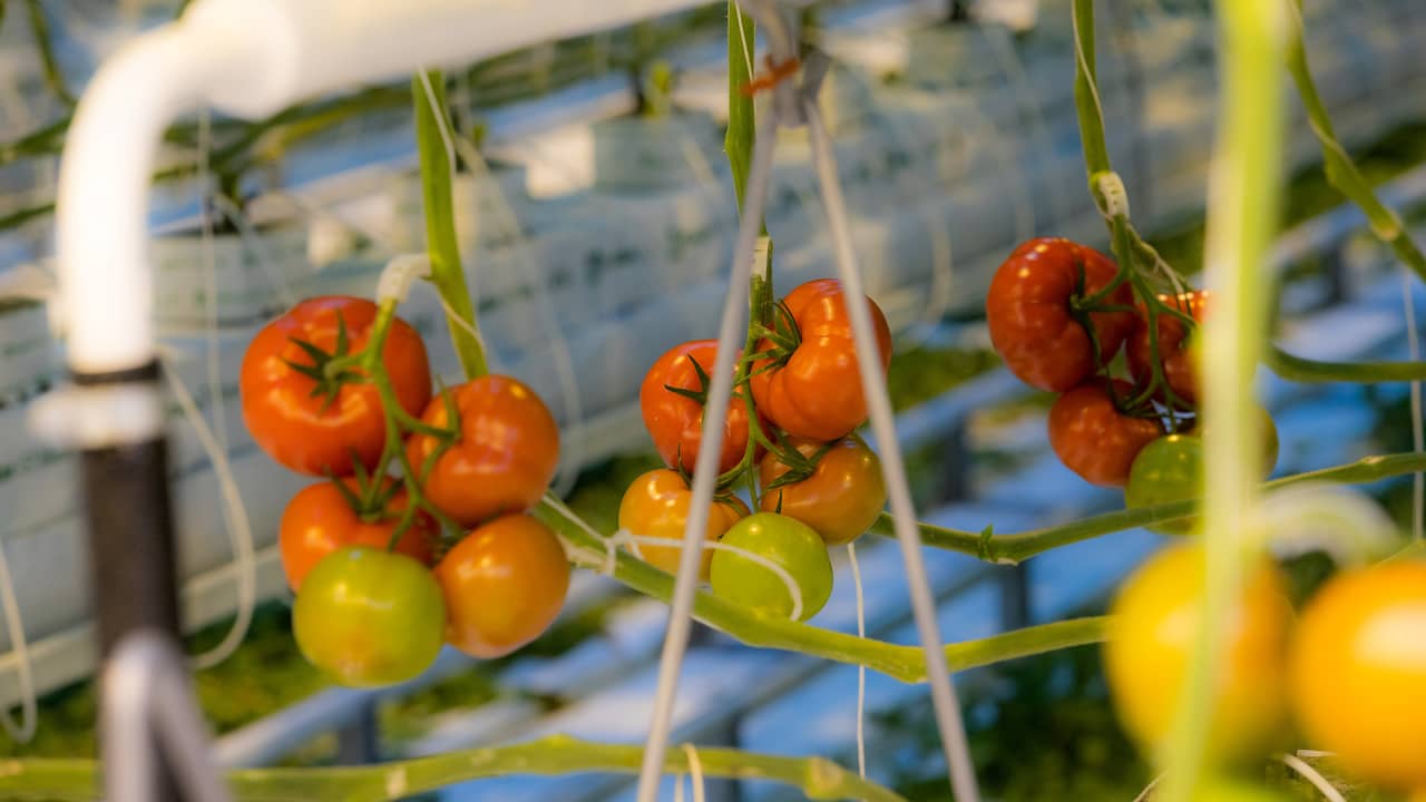 Tomatentelers gaan niet altijd goed om met bestrijdingsmiddelen: 'Zeer ...