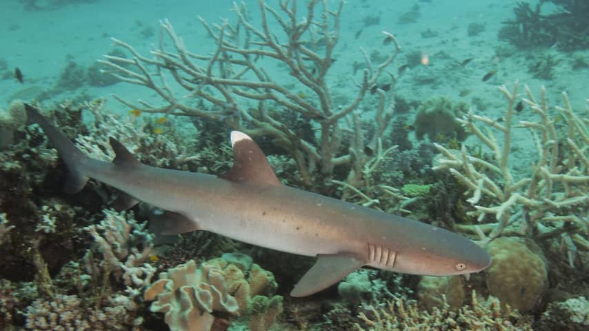 'Rifhaaien eten verrassend kleine maaltijden' | Wetenschap | NU.nl