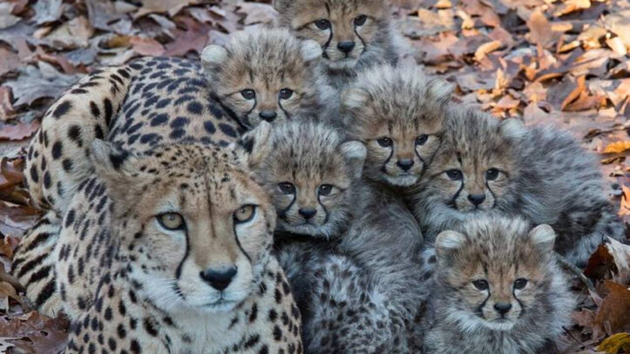 Zes cheeta-welpen Burgers' Zoo naar buiten | Dieren | NU.nl